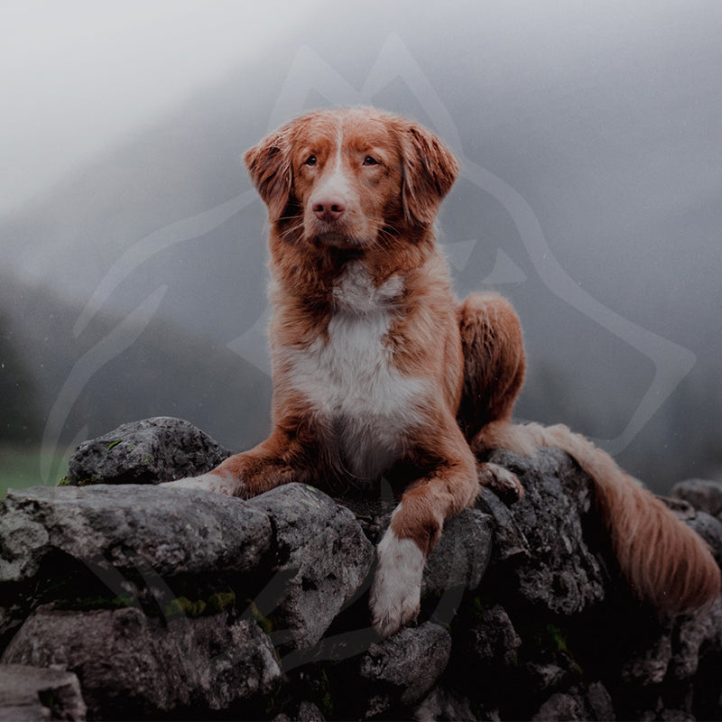 Huntland Adult – Huntland Pet Food