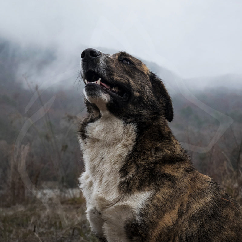 Huntland Senior – Huntland Pet Food